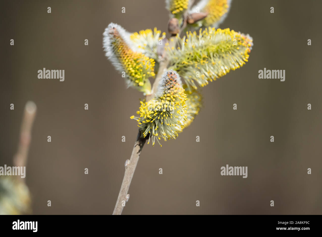 Willow Flowers in Bloom in Winter Stock Photo - Alamy