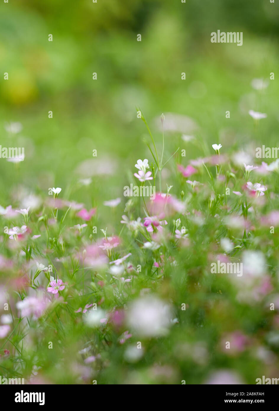 Sweet colors of little flowers in bloom Stock Photo - Alamy