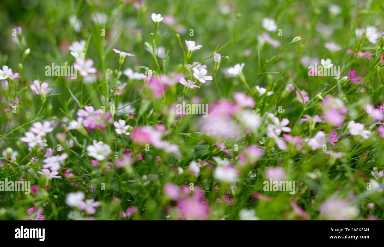 Sweet colors of little flowers in bloom Stock Photo - Alamy