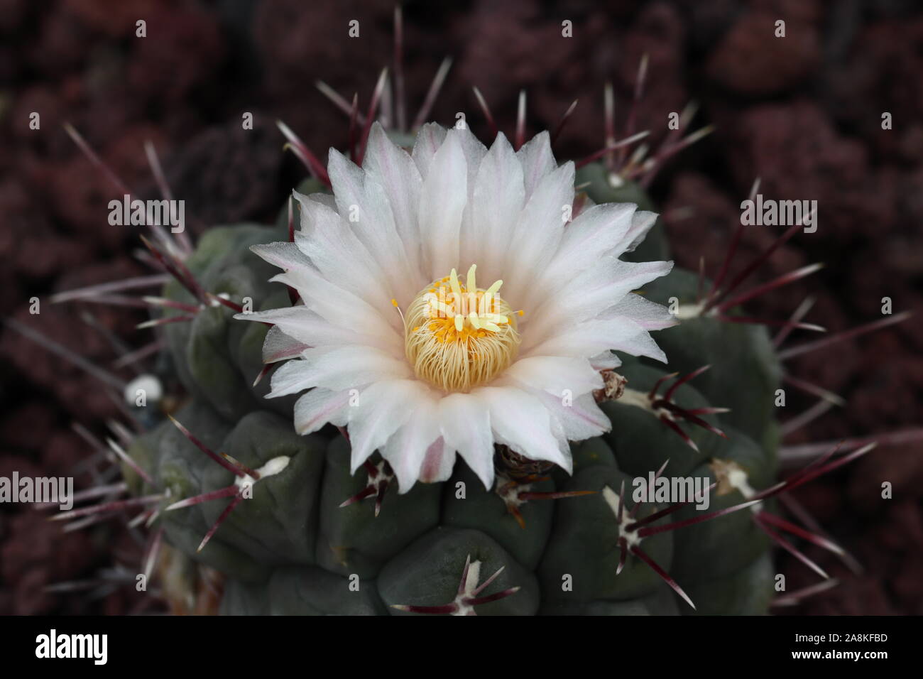 Thelocactus hexaedrophorus is a species of cactus. It is endemic to ...