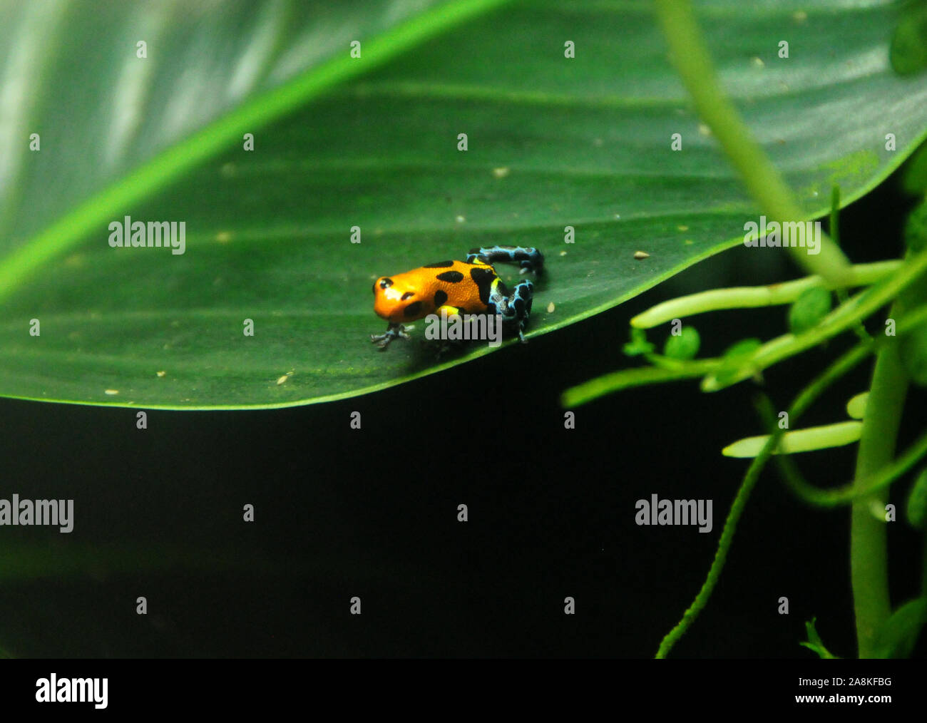 Los Angeles, California, USA 8th November 2019 Poisonous Frogs in ...