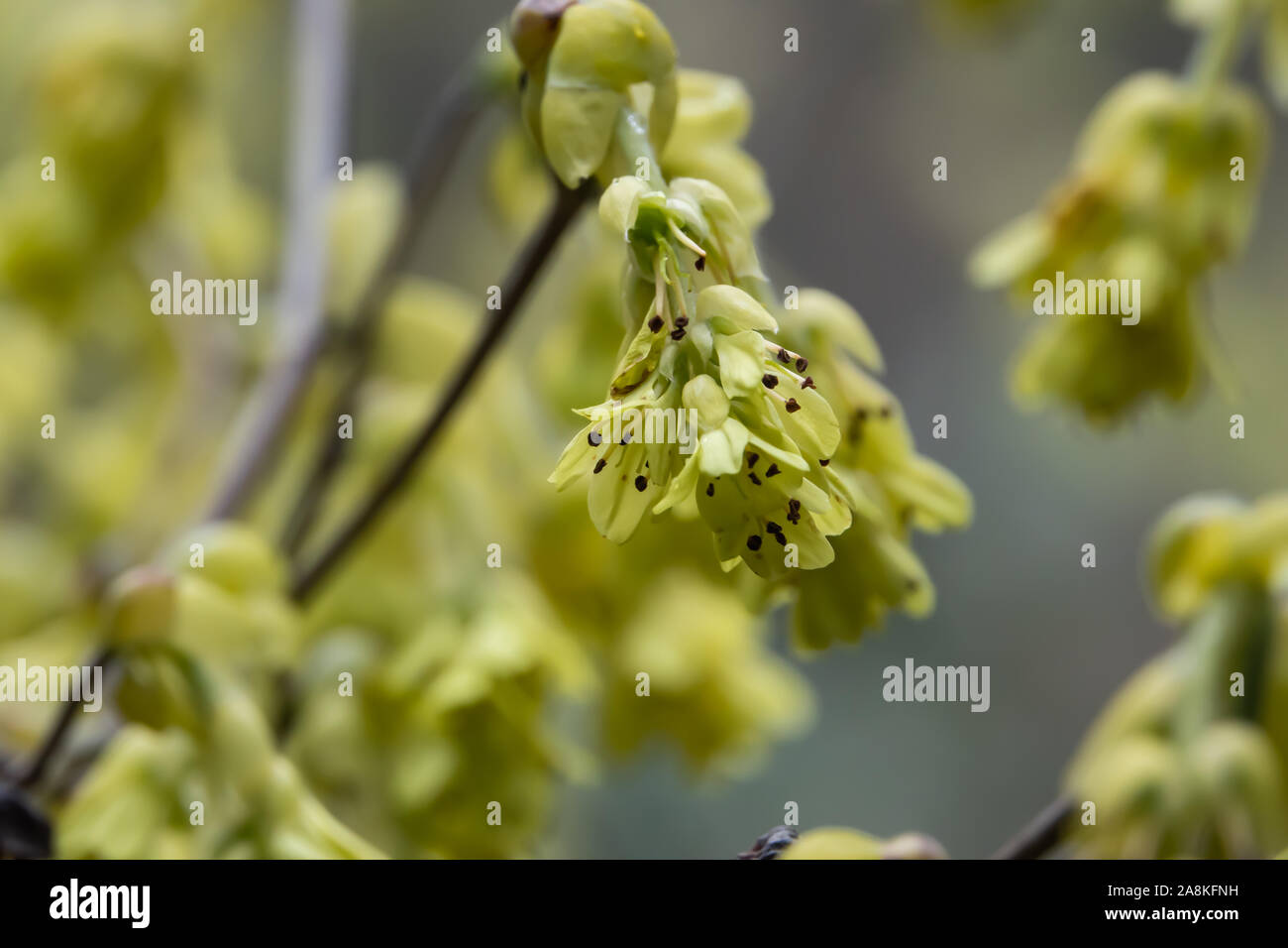 Winter Hazel Flowers in Bloom in Winter Stock Photo - Alamy