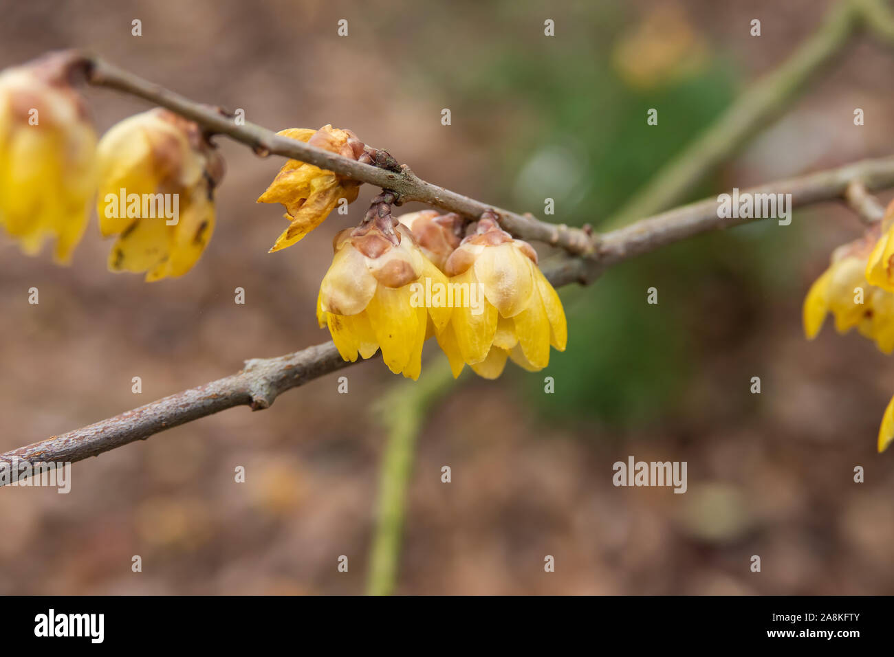 Wintersweet Tree High Resolution Stock Photography and Images - Alamy