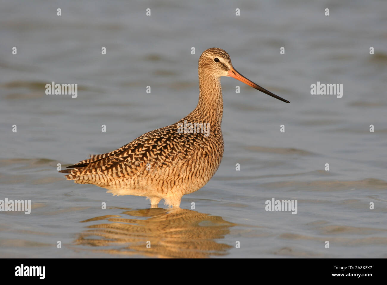 Marbled Godwit - Limosa fedoa - wading in shallow water in Fort De Soto ...