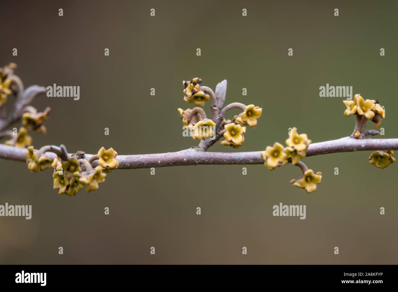 Witch Hazel Flowers in Winter Stock Photo - Alamy