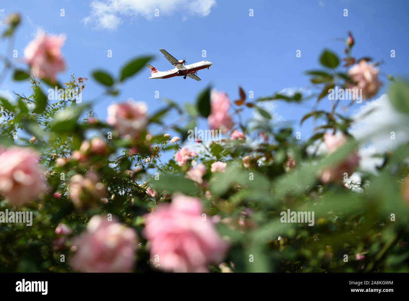 Beijing, China's Taiwan. 9th Nov, 2019. A plane flies over roses ...