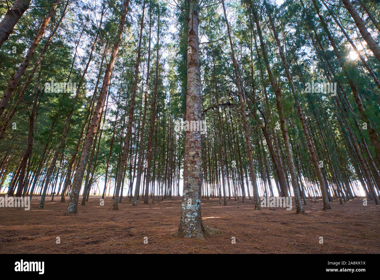 Through the pine trees near the sea hi-res stock photography and images ...