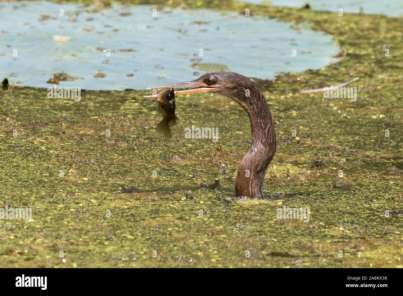 The anhinga (Anhinga anhinga) fishing in Brazos Bend State park Stock ...