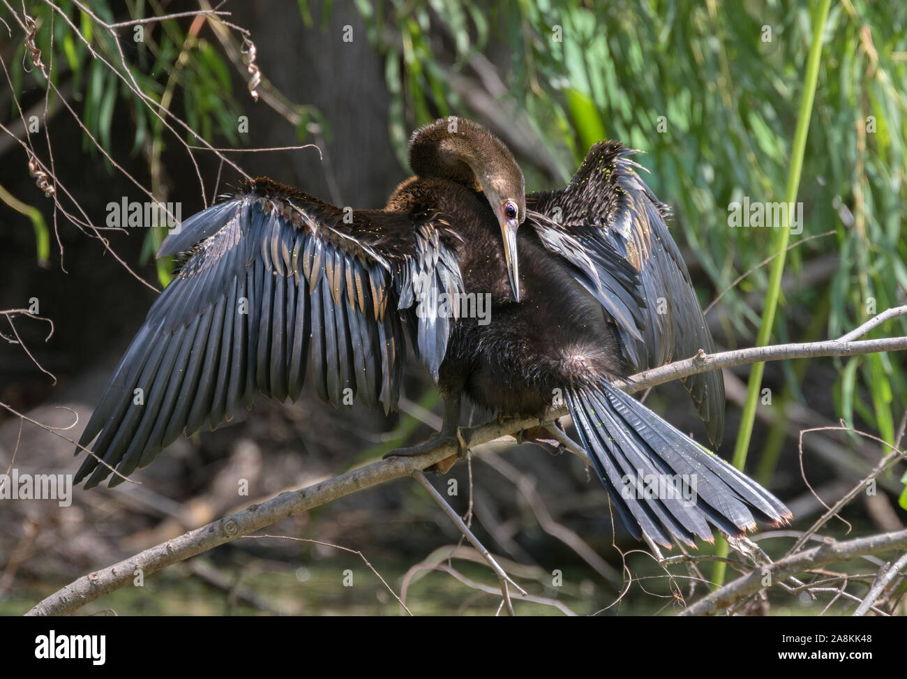The anhinga (Anhinga anhinga) drying wings at Brazos Bend State park ...