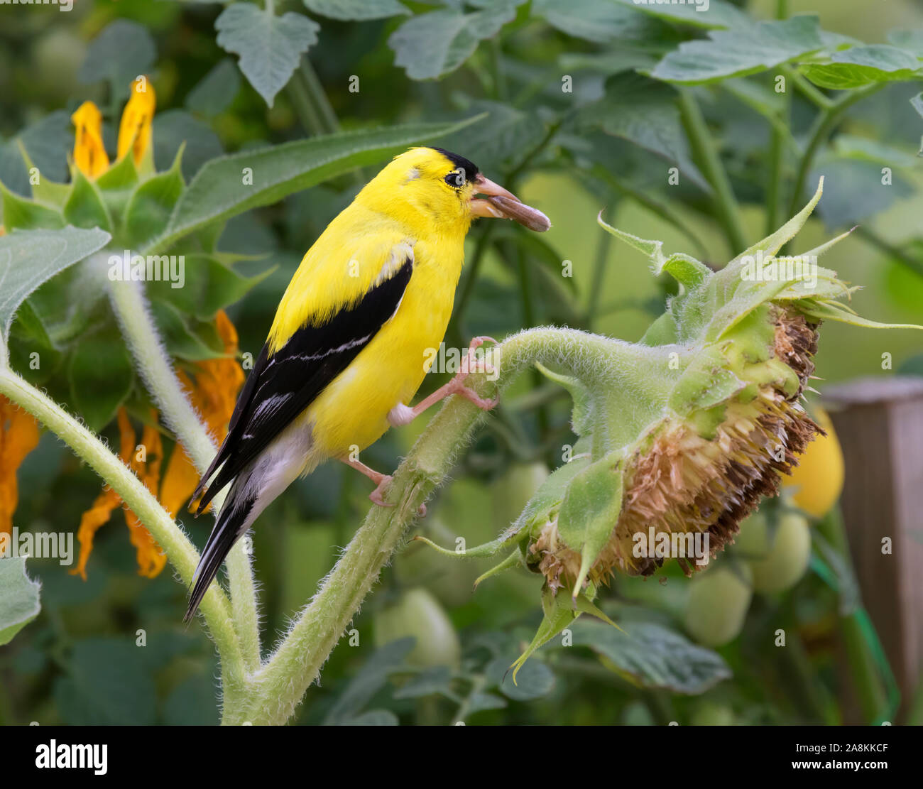 American goldfinch perched in sunflower hi-res stock photography and ...
