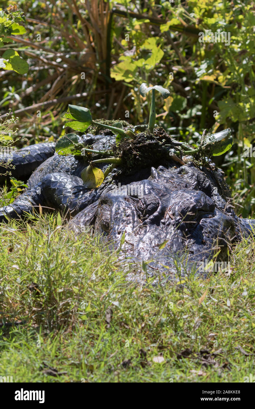American alligator camouflaging in the grass Stock Photo - Alamy