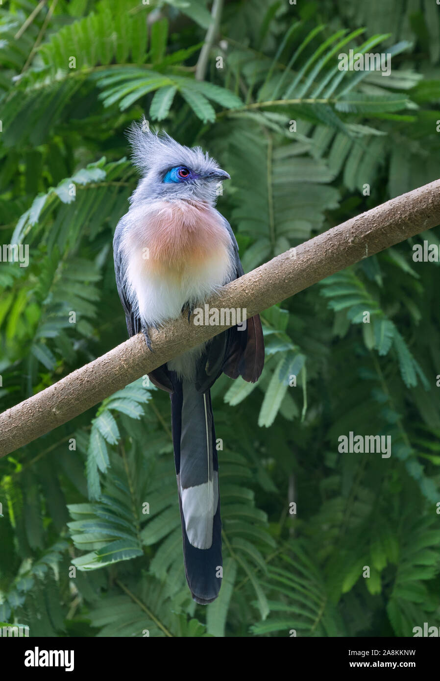 Crested Coua perched on the tree branch Stock Photo - Alamy