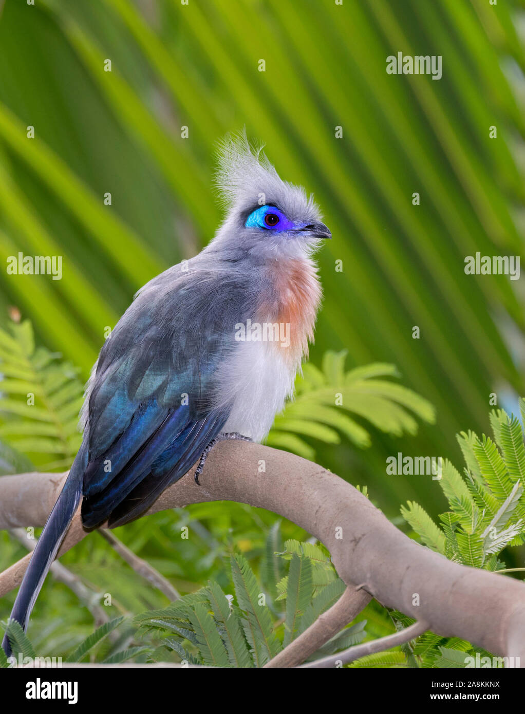 Crested coua bird cristata hi-res stock photography and images - Alamy