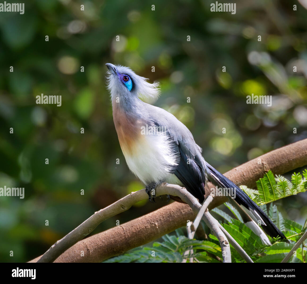 Crested Coua Coua Cristata High Resolution Stock Photography and Images ...