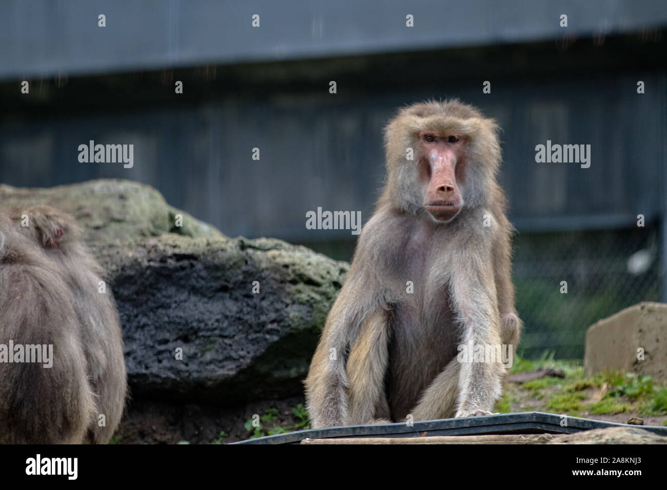 Baboon in zoo enclosure hi-res stock photography and images - Alamy