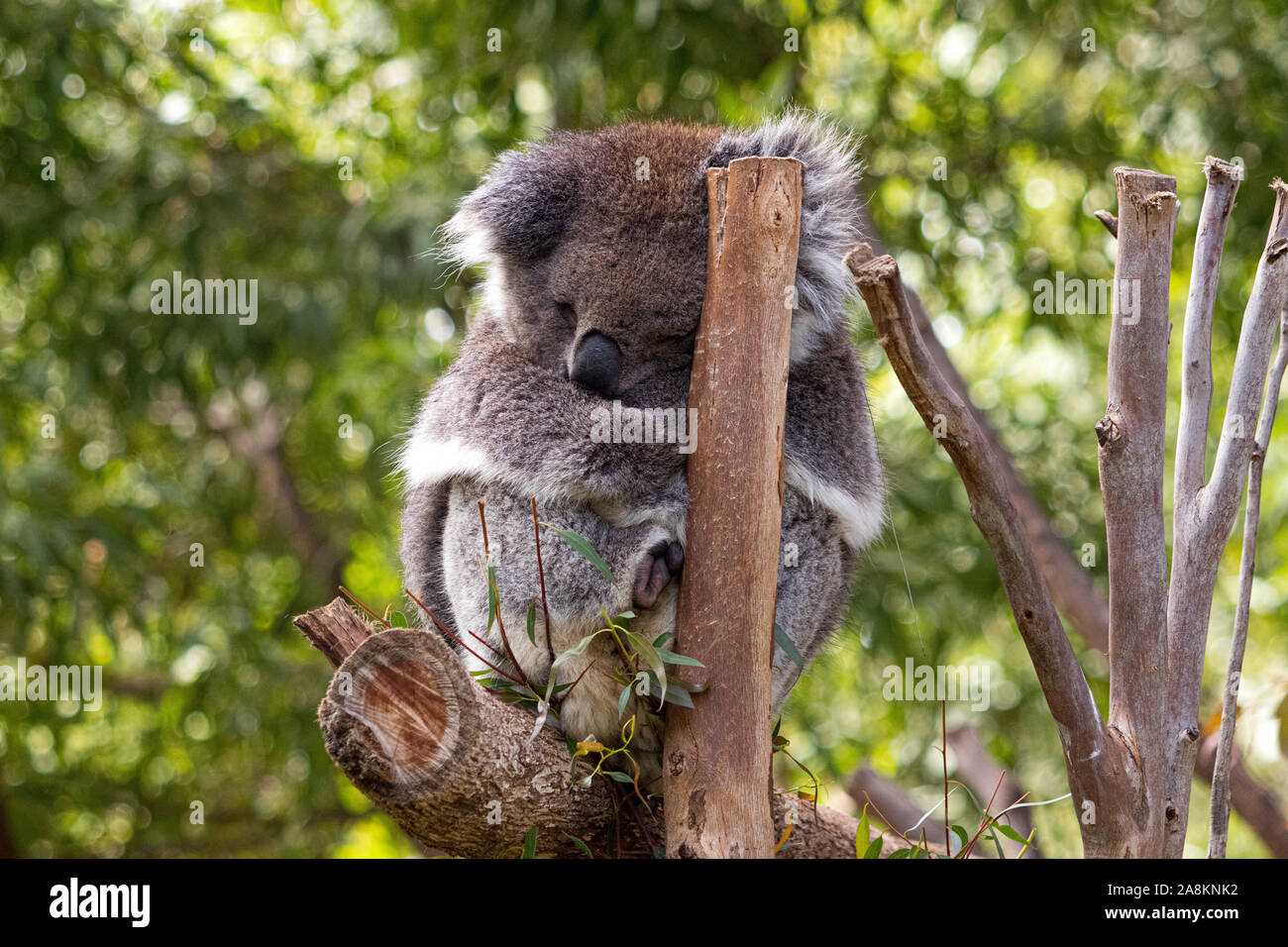 Koala in a gum tree having a nap, showing its pouch Stock Photo - Alamy