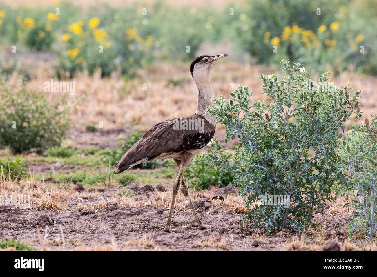 Australian bustard plains turkey australia hi-res stock photography and ...