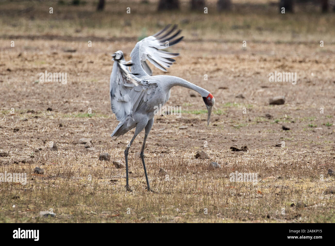 Australian Brolga displaying to it's mate Stock Photo - Alamy
