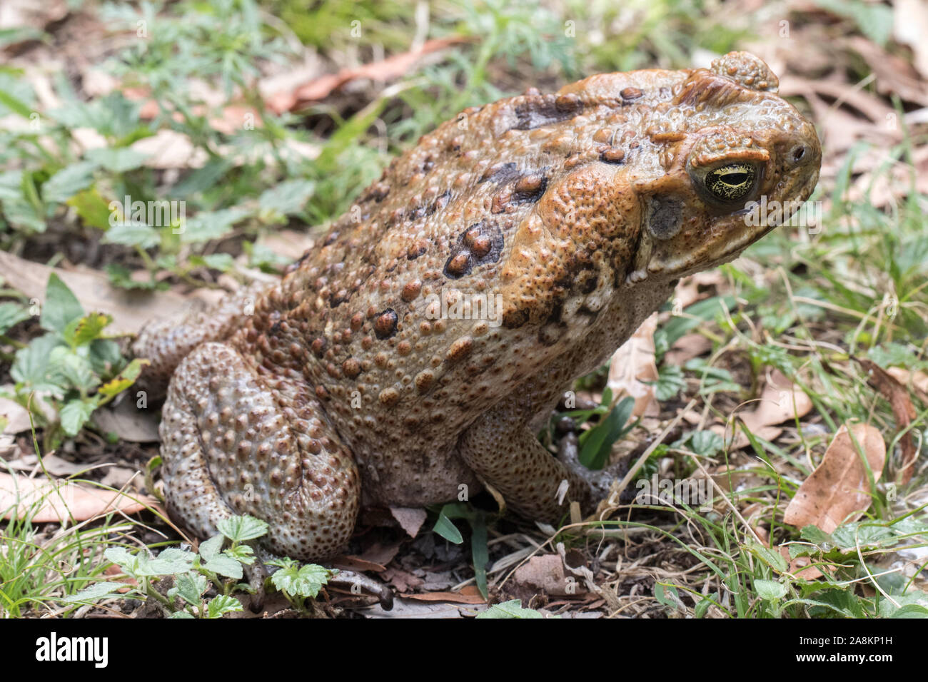 Cane or Marine Toad from Australia Stock Photo - Alamy