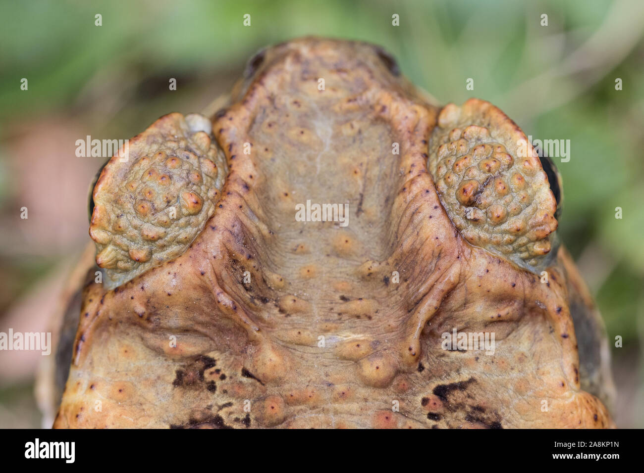 Cane or Marine Toad from Australia Stock Photo - Alamy