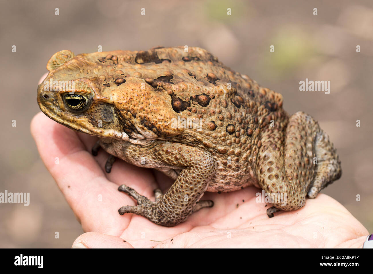 Cane or Marine Toad from Australia Stock Photo - Alamy