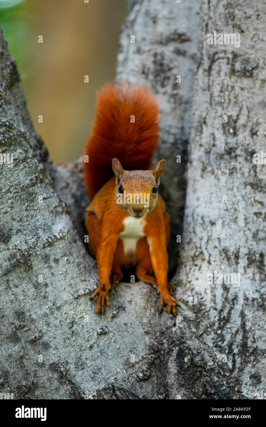 In southern colombia hi-res stock photography and images - Alamy