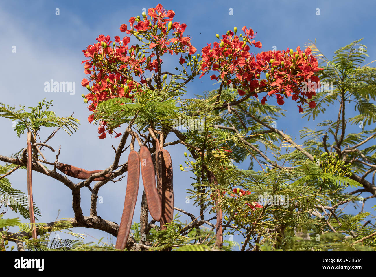 Poinciana Tree showing flowers and seed pods Stock Photo - Alamy