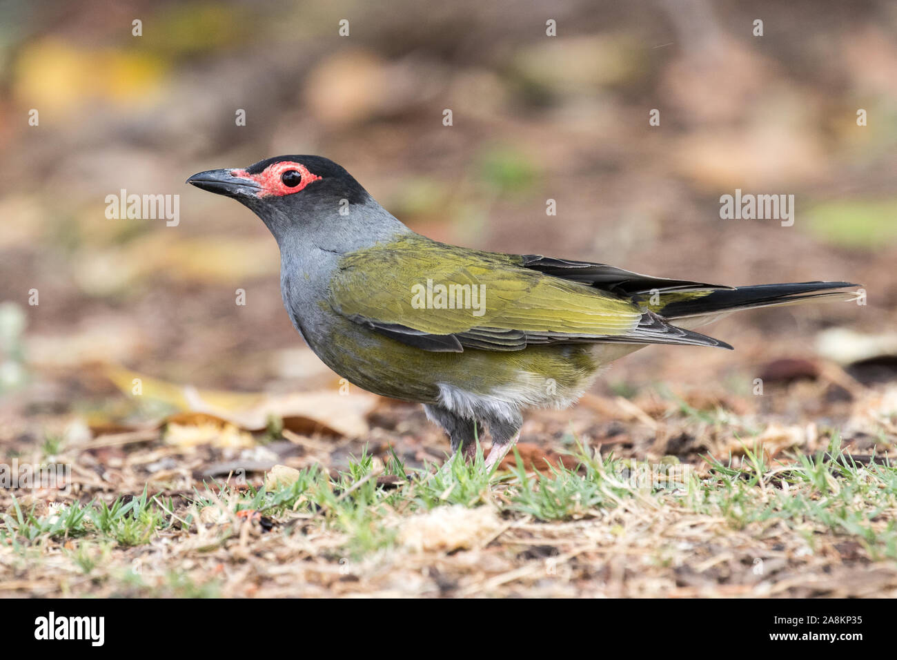 Male fid bird hi-res stock photography and images - Alamy