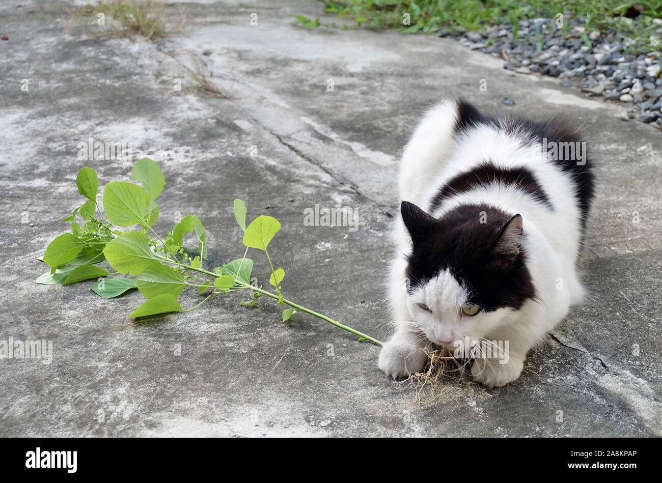 Young Cat Eating The Root of Indian Acalypha, Three Seeded Mercury or ...