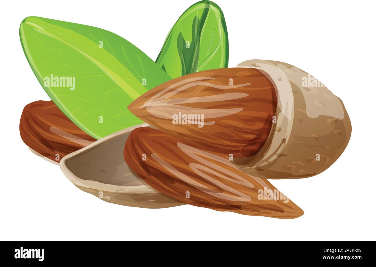 Raw almonds icon. Cartoon of raw almonds vector icon for web design ...
