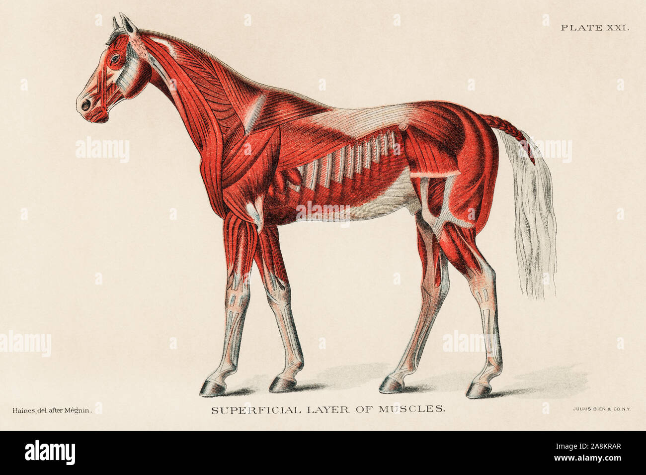 Muscular black horse hi-res stock photography and images - Alamy