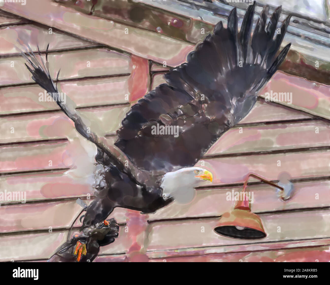 Bald eagle scientific illustration hi-res stock photography and images ...