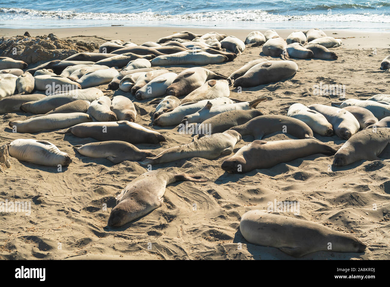 Colony elephant seals hi-res stock photography and images - Alamy