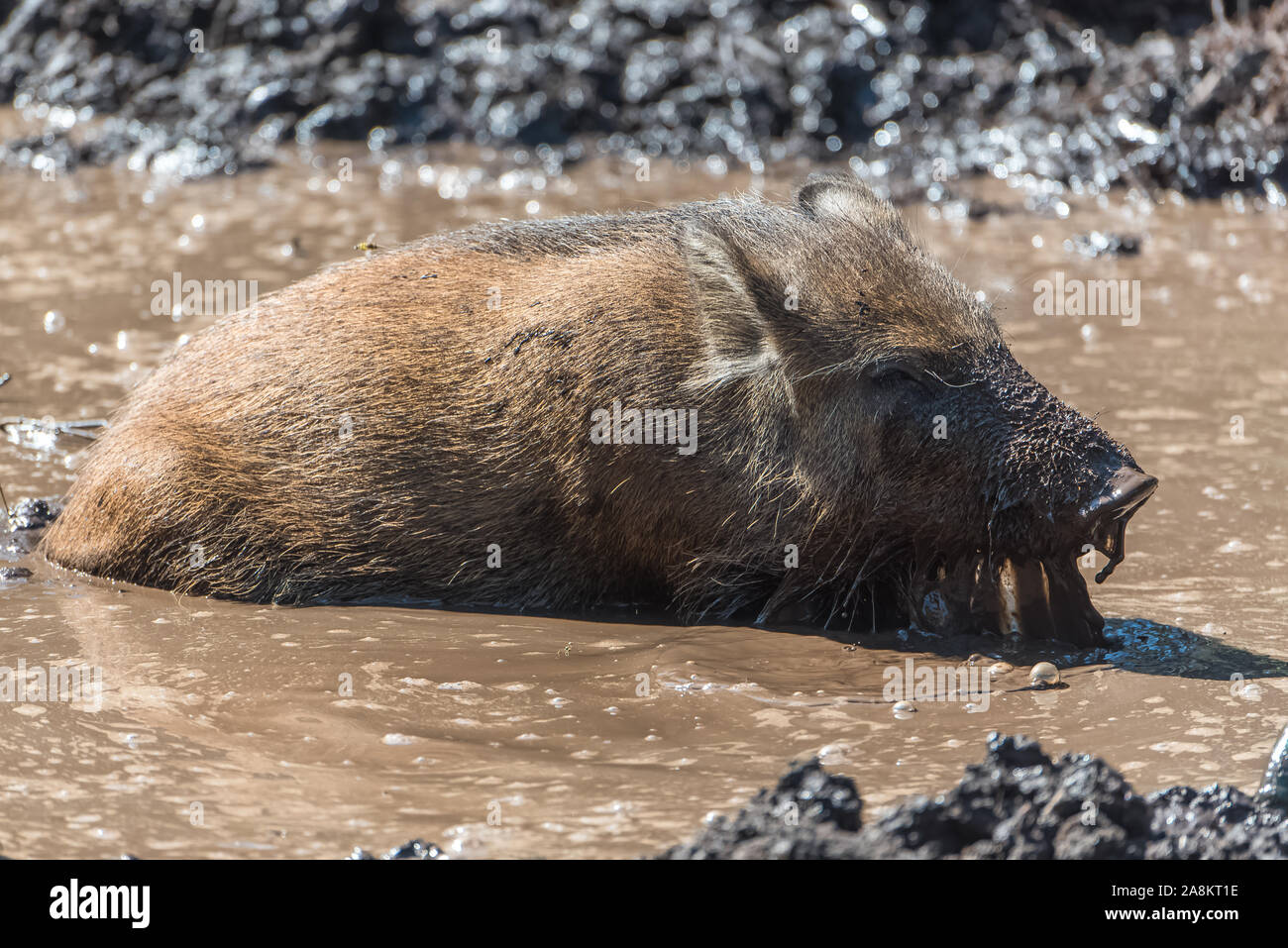 wild boar, Sus scrofa, bath in the mud in Africa Stock Photo - Alamy