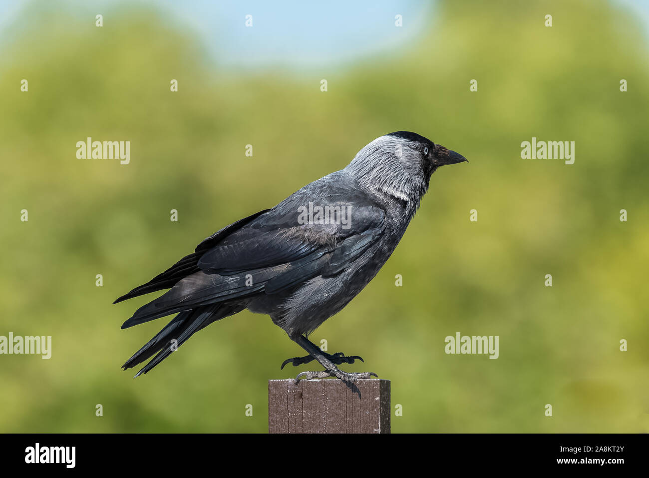 Black And Grey Crow High Resolution Stock Photography and Images - Alamy