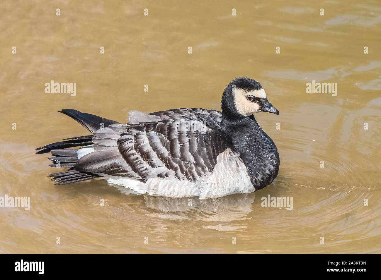 Barnacle goose, beautiful goose Stock Photo - Alamy