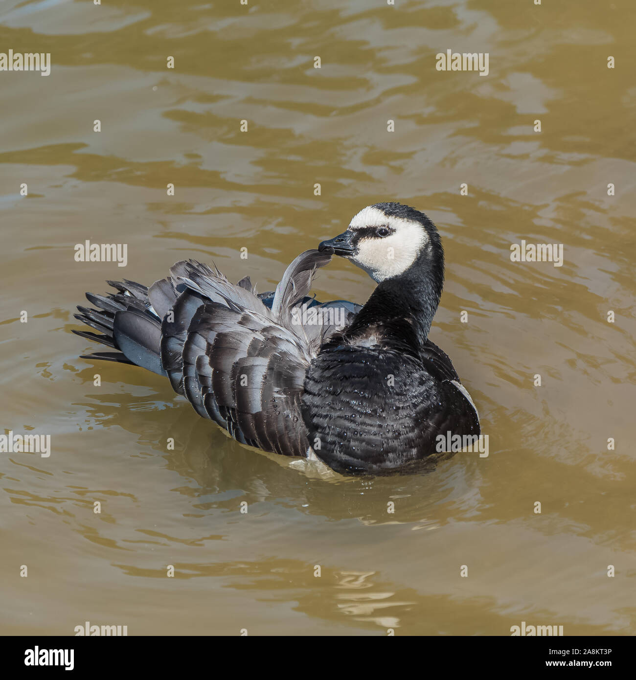 Barnacle geese chick hi-res stock photography and images - Alamy