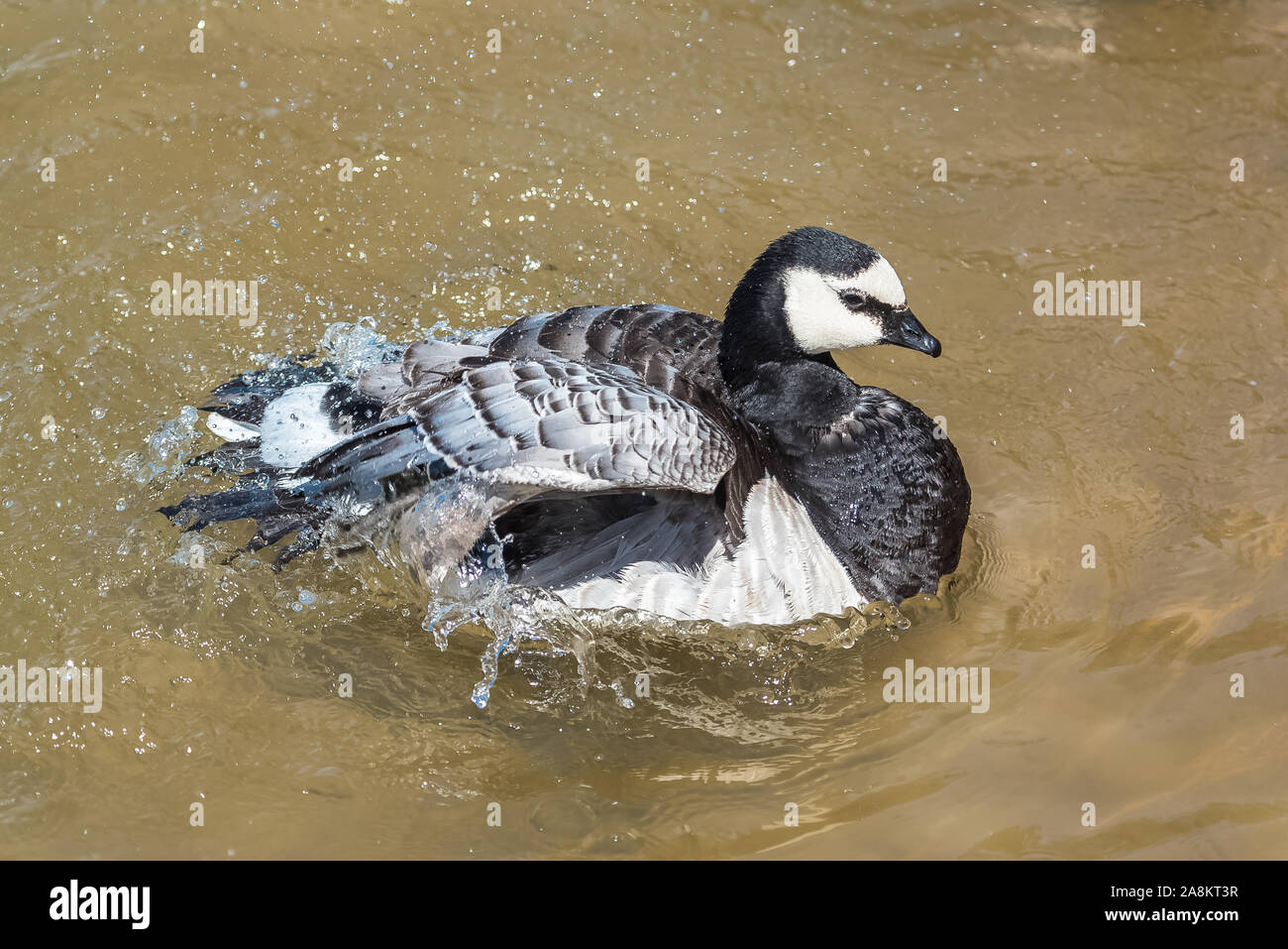 Duck barnacle hi-res stock photography and images - Alamy