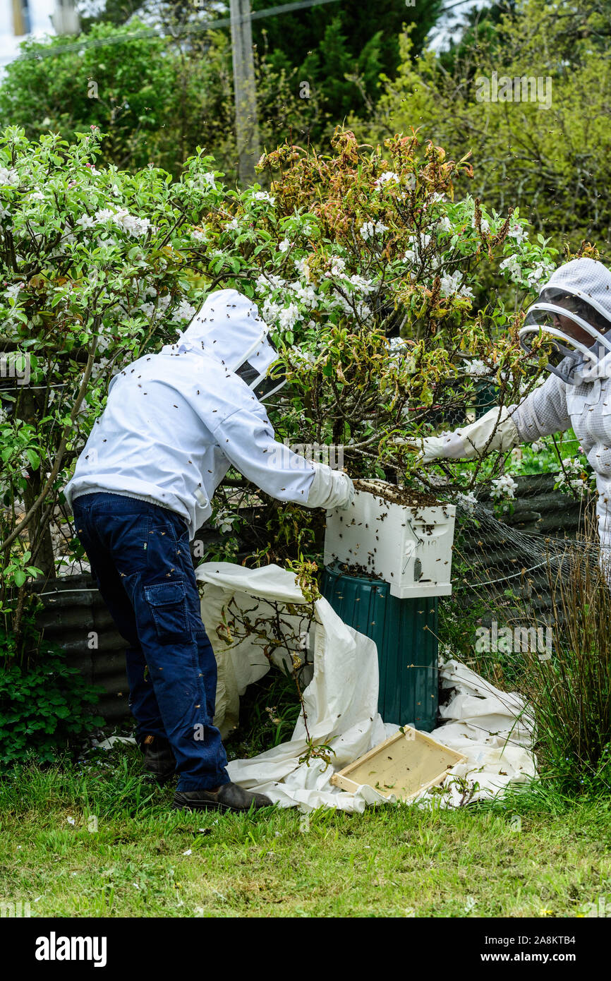 Bee keepers capture a swarm of honey bees in a garden on a warm spring ...