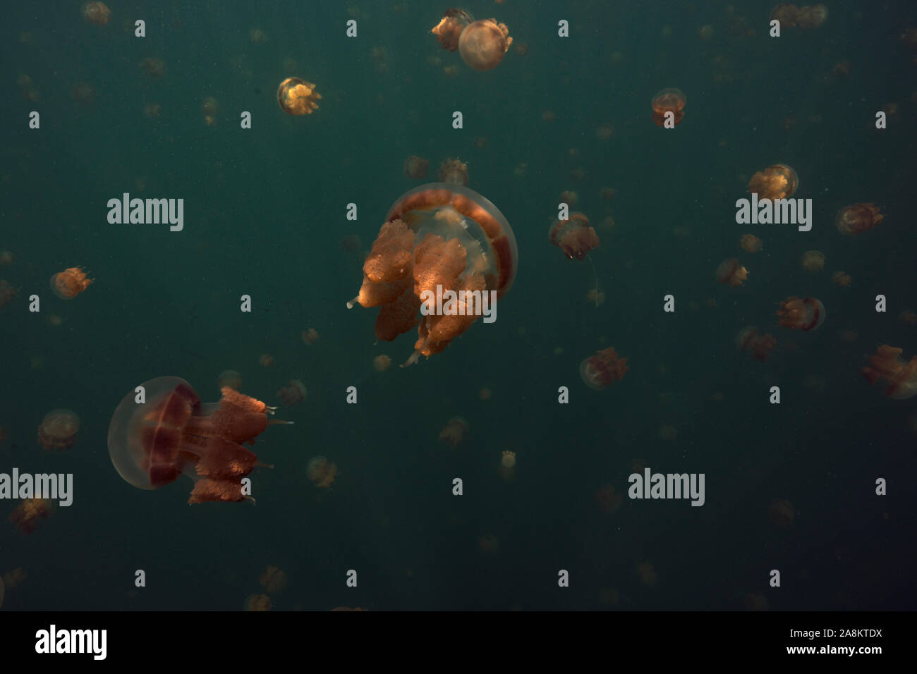 Amazing Jellyfish lake. Kakaban Island in the Sulwaesi Sea, East ...