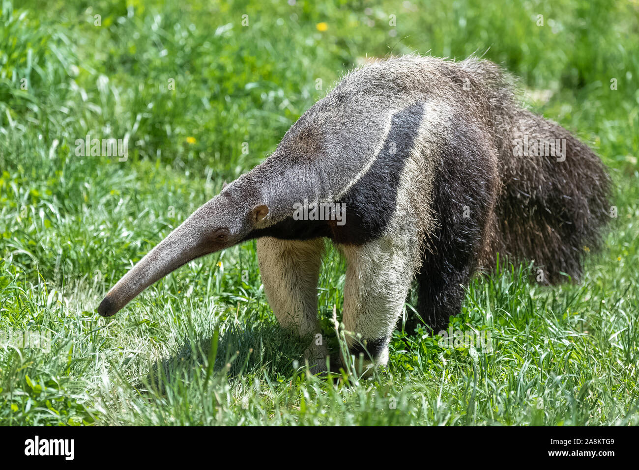 Rainforest Anteater