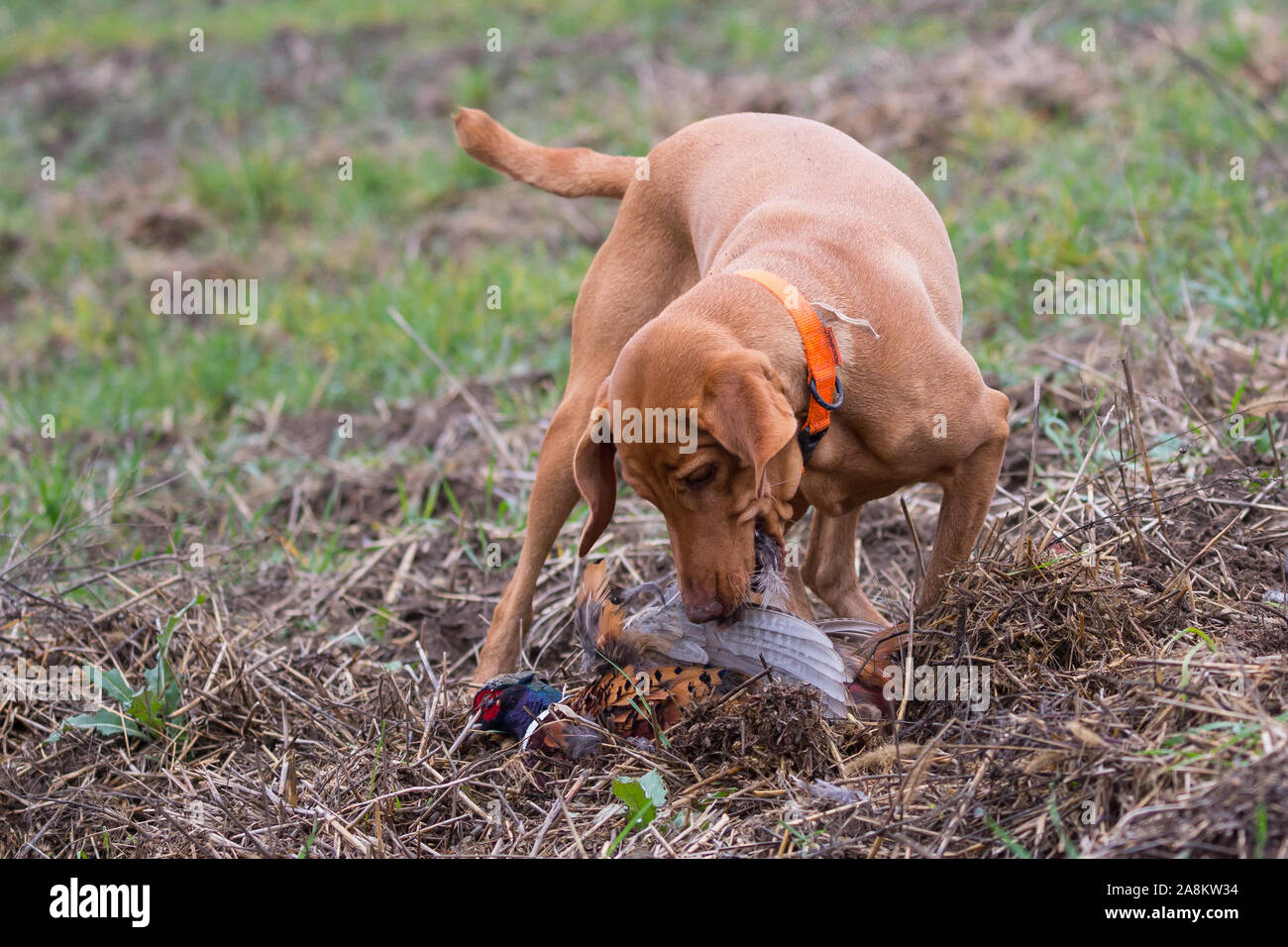 dog on pheasant hunting Stock Photo - Alamy