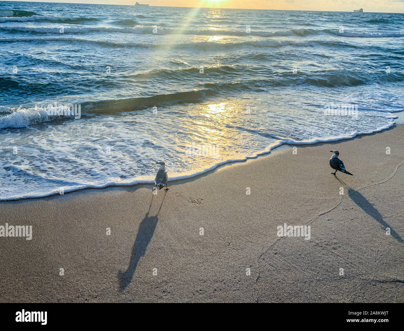 Miami south beach seagulls hi-res stock photography and images - Alamy