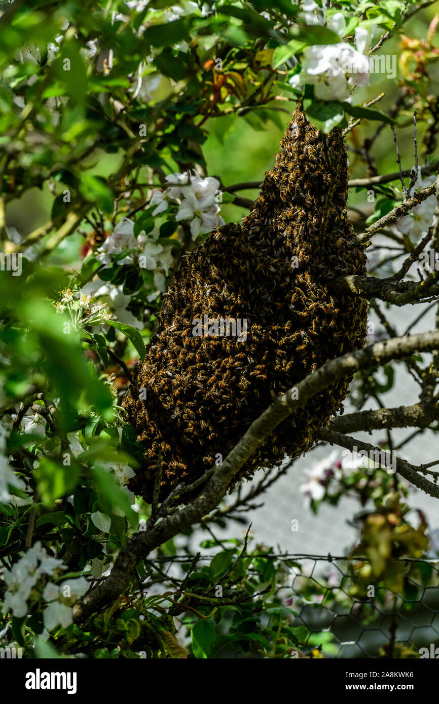Bee swarm on a tree hi-res stock photography and images - Alamy