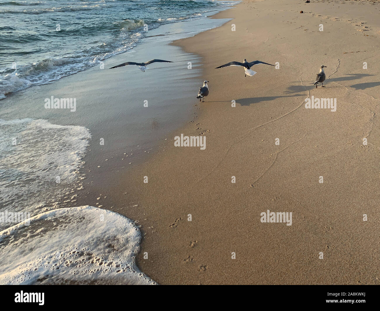 Miami south beach seagulls hi-res stock photography and images - Alamy