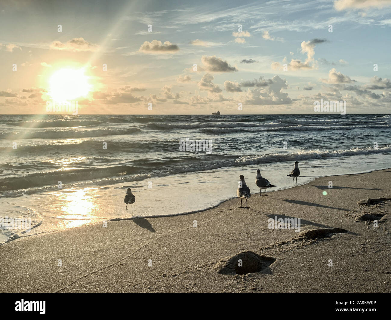 Miami south beach seagulls hi-res stock photography and images - Alamy