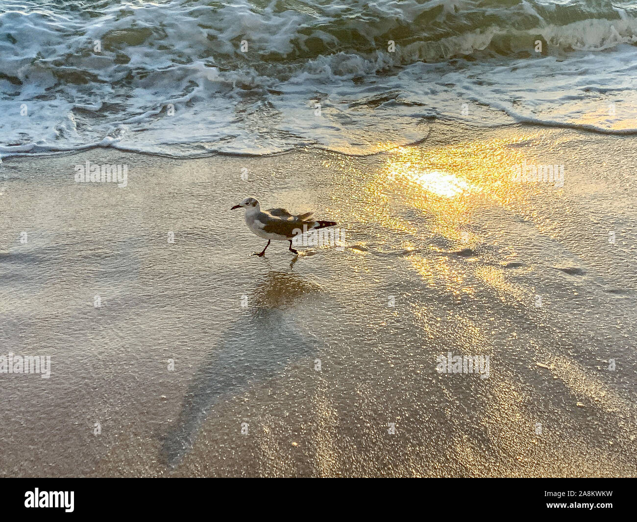 Miami south beach seagulls hi-res stock photography and images - Alamy