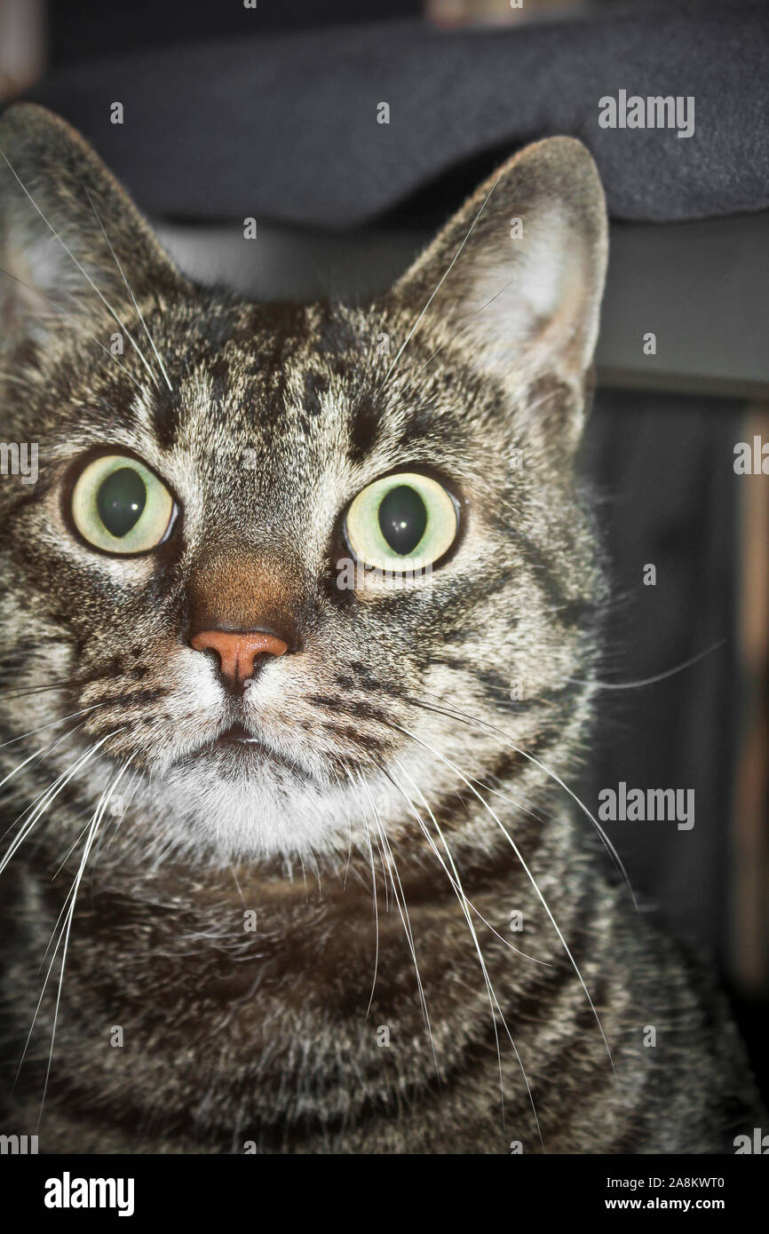 Scared Cat High Resolution Stock Photography and Images - Alamy