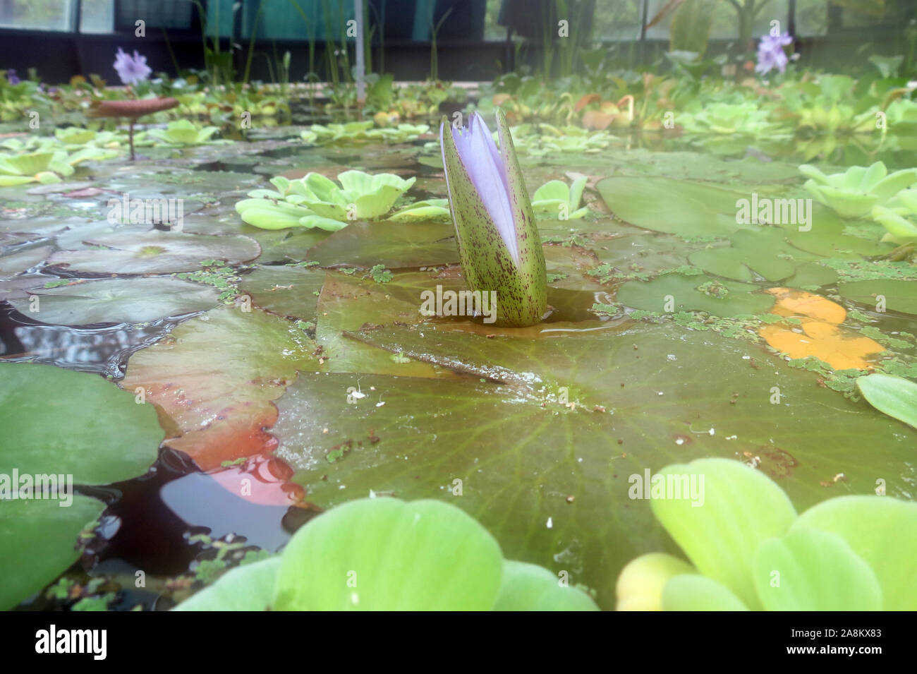 Victoria amazonica waterlily hi-res stock photography and images - Alamy