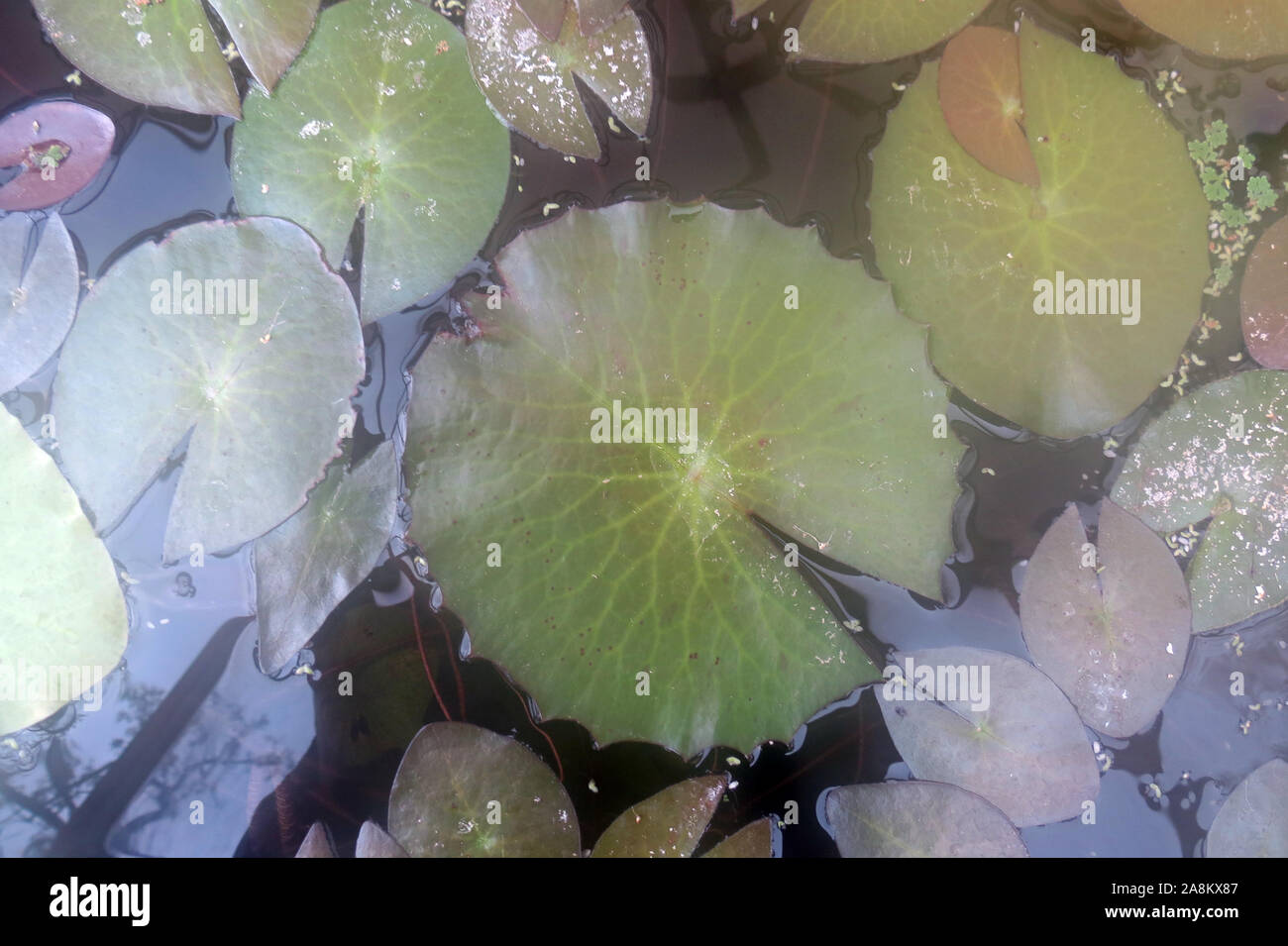 Repetition leaf hi-res stock photography and images - Alamy